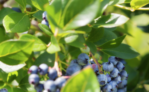 Tips & Tricks from Agrian’s Label Center - Agrian